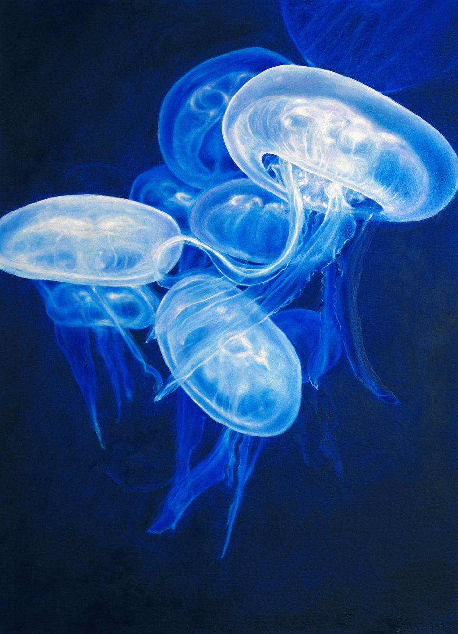 Amalia Pop | Fine Art Paintings & Limited Edition Prints